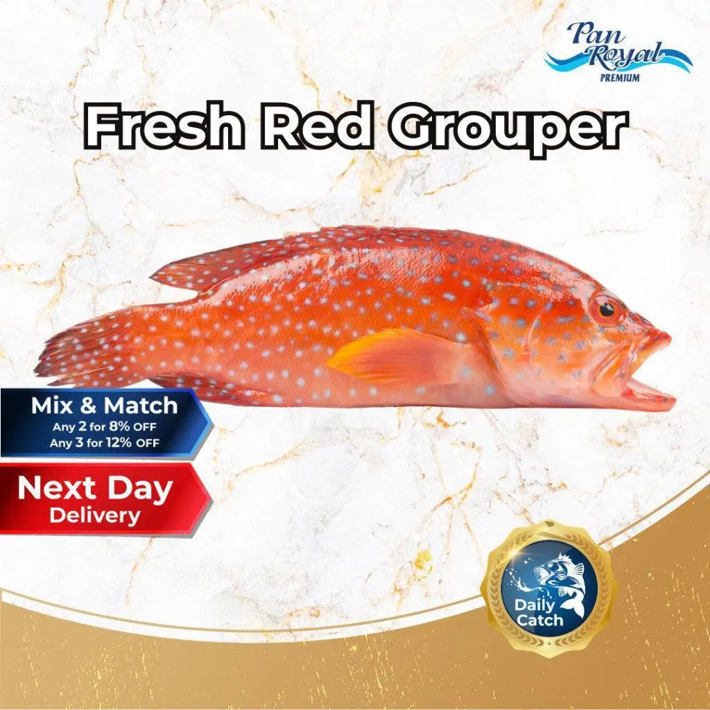 [PAN ROYAL] Fresh Red Grouper (400 - 500g +/-) – Pan Ocean Singapore ...